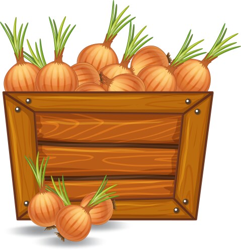 Onion Texture Vector Images (over 3,500)