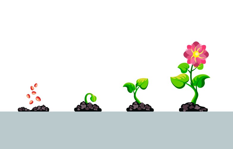Growing plant steps set Royalty Free Vector Image