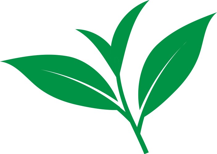 Green tea Royalty Free Vector Image - VectorStock