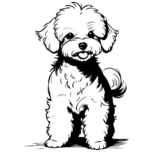 Realistic bichon frise portrait drawing Royalty Free Vector