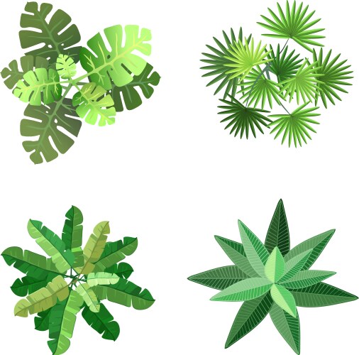 Trees top view Royalty Free Vector Image - VectorStock