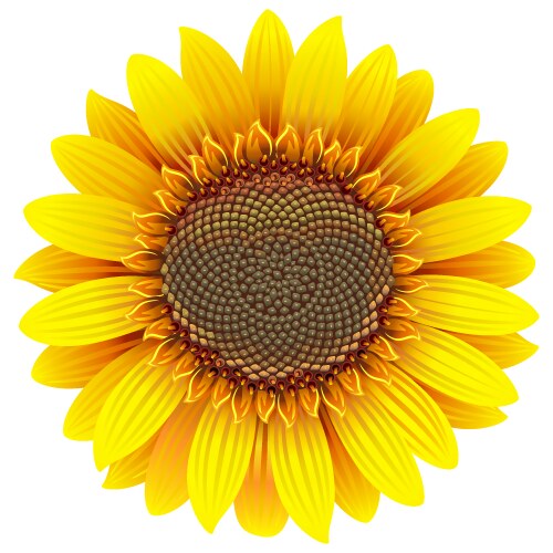 Sunflower Vector Images (over 53,000)