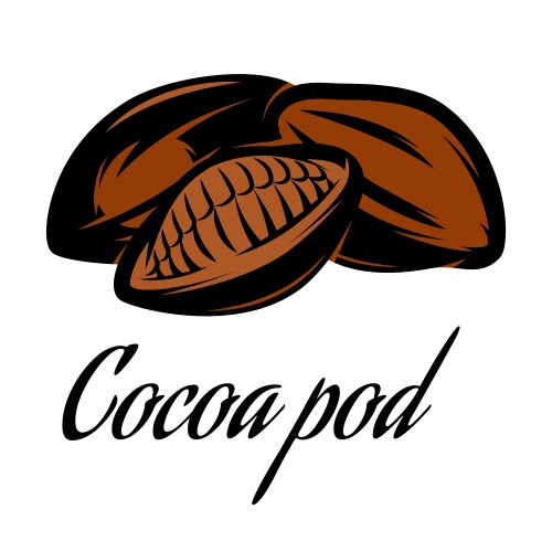 Watercolor hand drawn cocoa pod isolated organic Vector Image