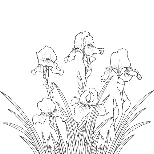Iris Flowers Line Drawing Vector Images (over 2,300)