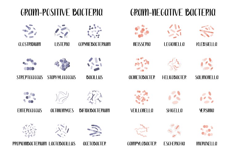 Gram Positive Negative Vector Images (over 210)