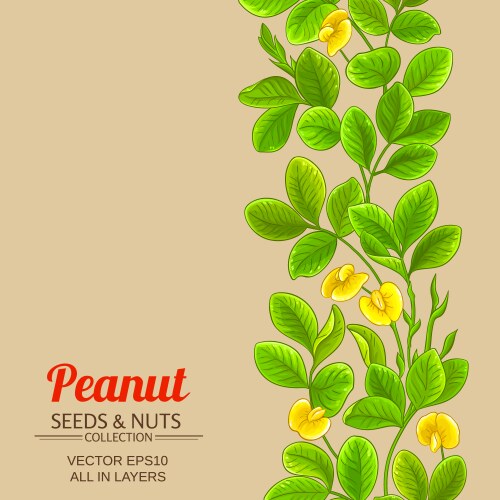 A peanuts plant on white background Royalty Free Vector