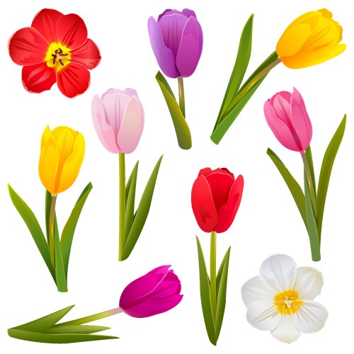 Tulip Vector Images (over 67,000)