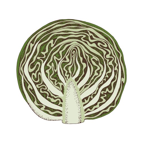 Half Cabbage Vector Images (over 620)