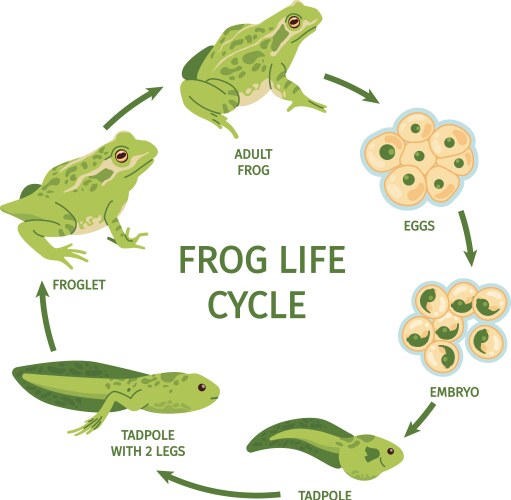 Frog life cycle diagram Royalty Free Vector Image