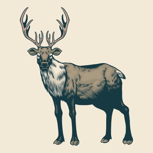 Reindeer Royalty Free Vector Image - VectorStock