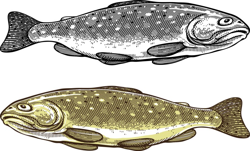 Trout Vector Images (over 13,000)