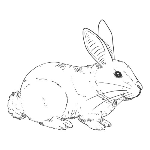 Rabbit side view Vector Images & Graphics for Commercial Use | VectorStock