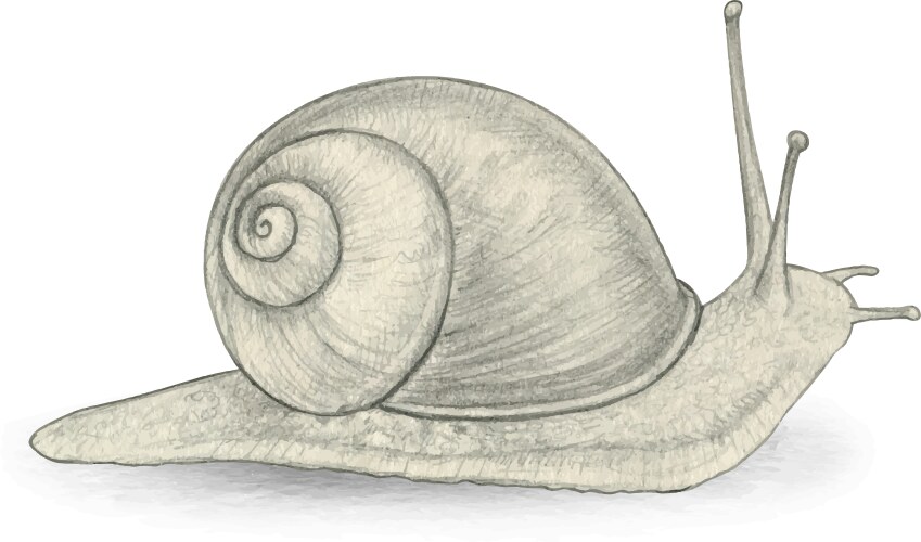 Snail Drawing Outline How To Draw An Apple Snail (Other Animals) Step