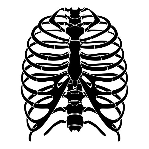 Skeleton Rib Cage Vector Images (over 800)
