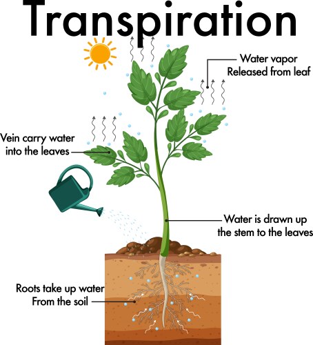 Transpiration Vector Images (over 430)