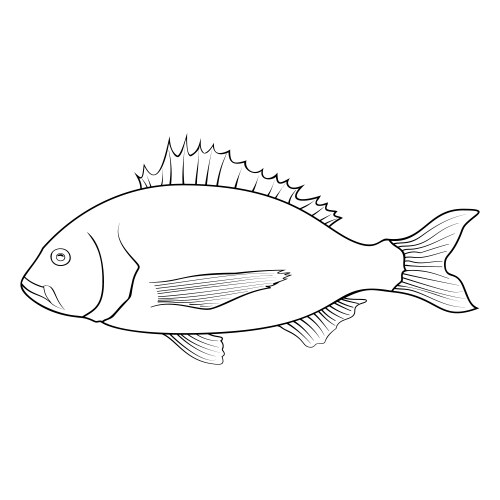 X-ray fish coloring page Royalty Free Vector Image