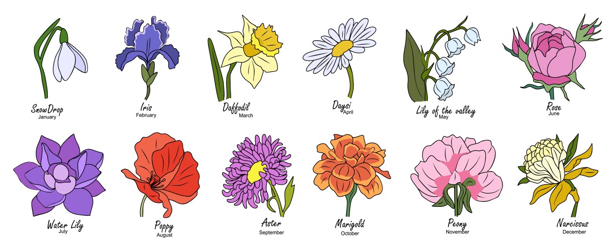 Birth Month Flowers Vector Images (over 740)