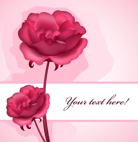 Red rose isolated flower on a white background Vector Image