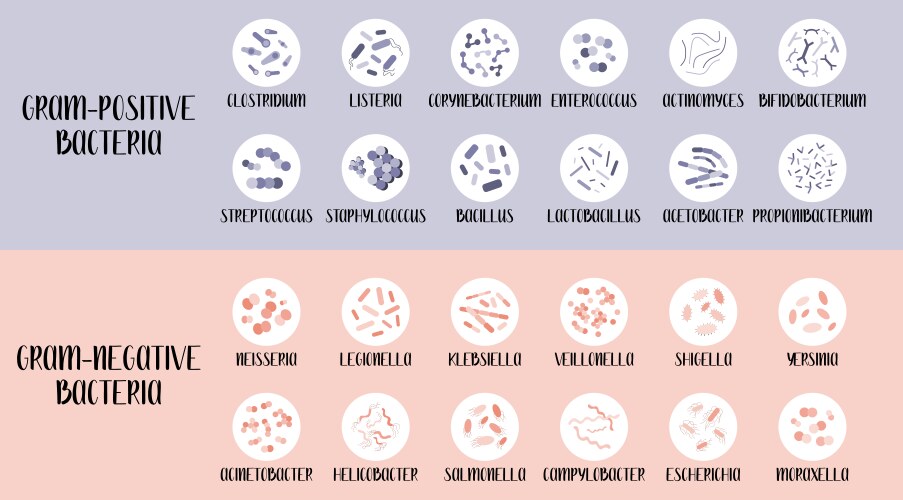 Gram Positive Negative Vector Images (over 210)