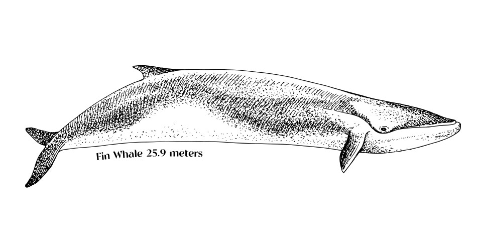 Whale Realistic Vector Images (over 410)