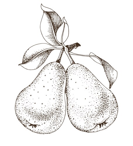 Ripe Vector Images (over 320,000)