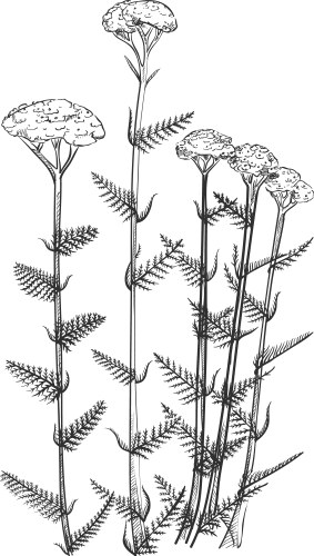 Yarrow Royalty Free Vector Image - VectorStock