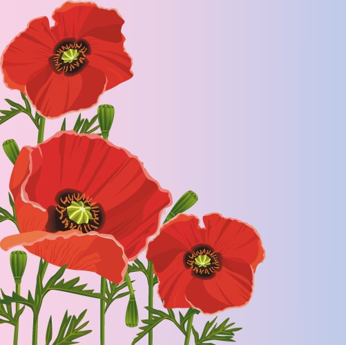 Poppy Royalty Free Vector Image - VectorStock