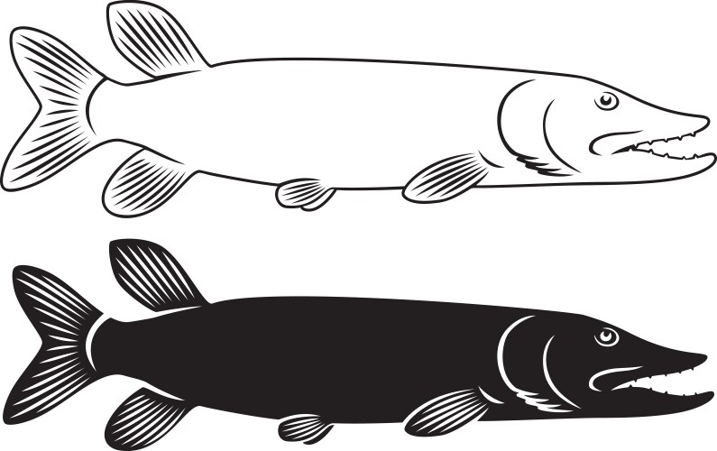 Northern Pike Vector Images (over 180)