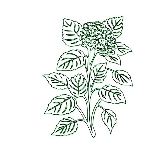 Hydrangea Outline Vector Images (over 2,400)