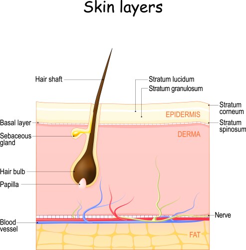 Epidermis cell structure layers Royalty Free Vector Image
