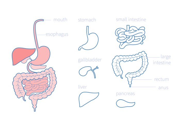 Digestive System Vector Images (over 17,000)