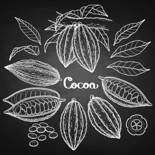 Cocoa Vector Images (over 47,000)