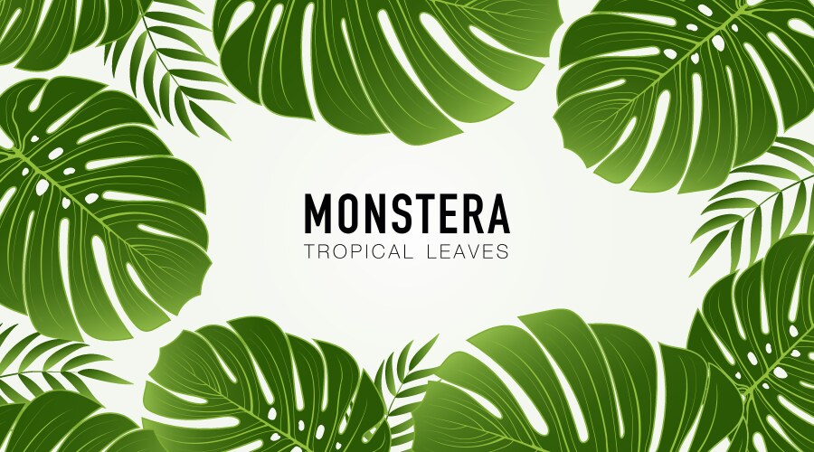 Monstera Outline Vector Images (over 3,400)