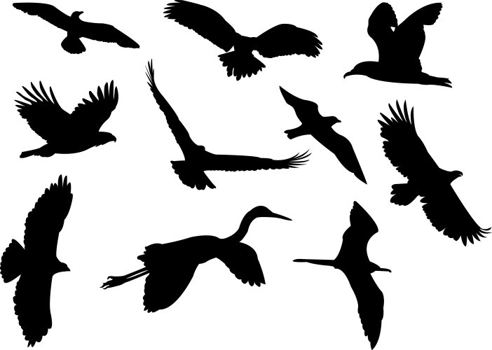 Birds Vector Images (over 550,000)