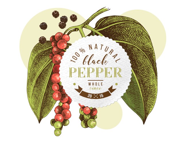 Black ground pepper Royalty Free Vector Image - VectorStock