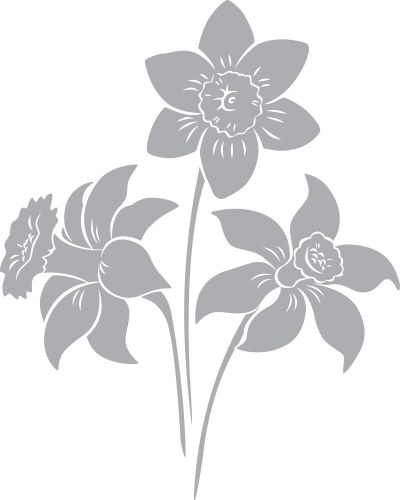 Narcissus flower Royalty Free Vector Image - VectorStock