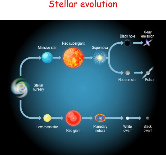 Life cycle star infographics Royalty Free Vector Image