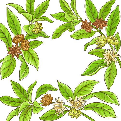 Anise set Royalty Free Vector Image - VectorStock