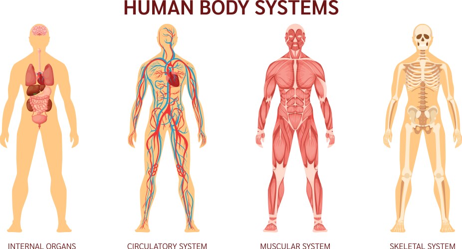 Human Anatomy: Skeletal System & Organs Vector Image