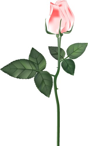 Two red roses Royalty Free Vector Image - VectorStock