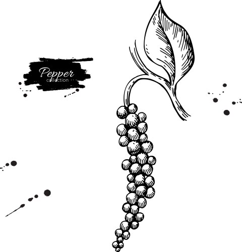Pepper plant with peppercorns Royalty Free Vector Image