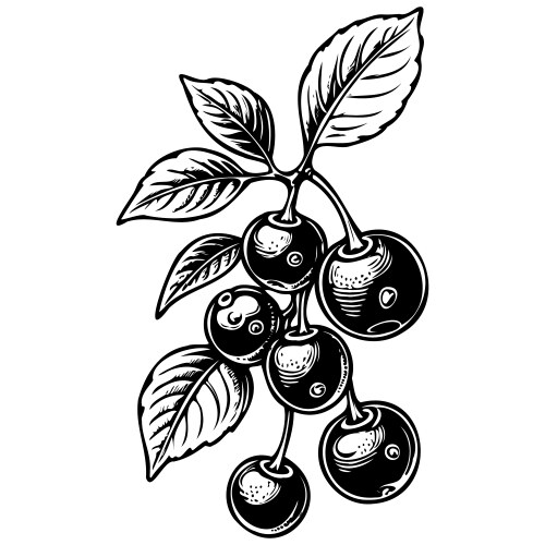 Plant Huckleberry Drawing Vector Images (over 280)