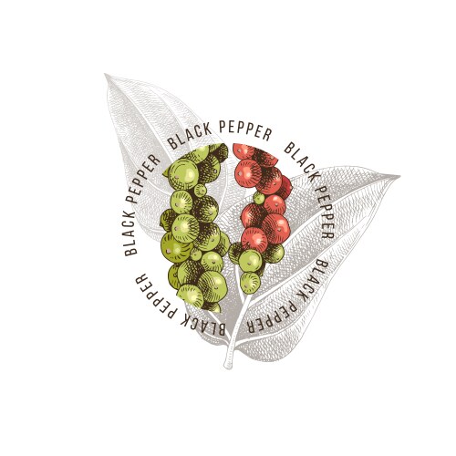 Black ground pepper Royalty Free Vector Image - VectorStock