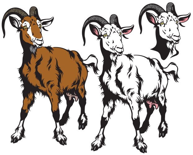 Goat Vector Images (over 40,000)