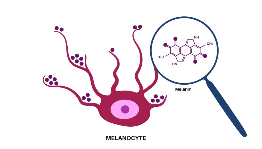 Melanin and melanocytes Royalty Free Vector Image