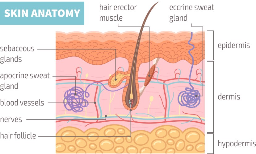 Integumentair Systeem Clipart Integumentary System Therapy Skin