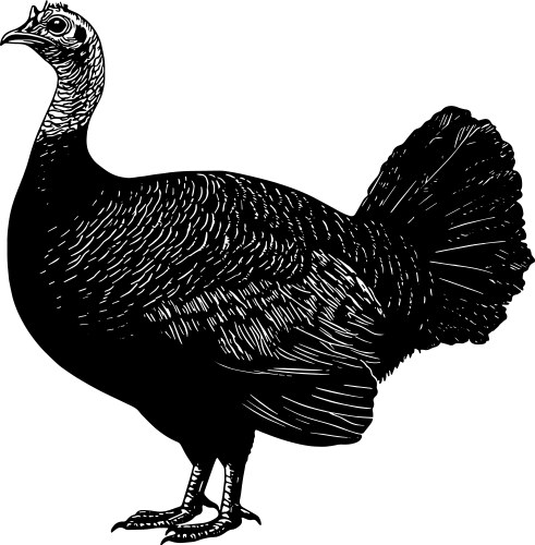 Turkey Vector Images (over 83,000)