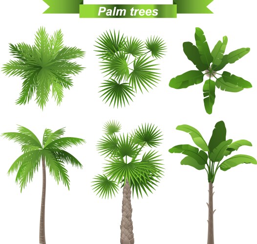 Palm Tree Vector Images (over 160,000)