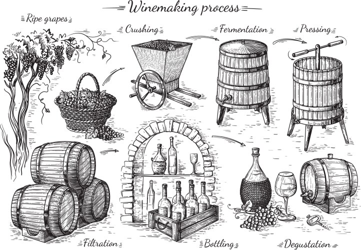 Wine Production Vector Images (over 23,000)