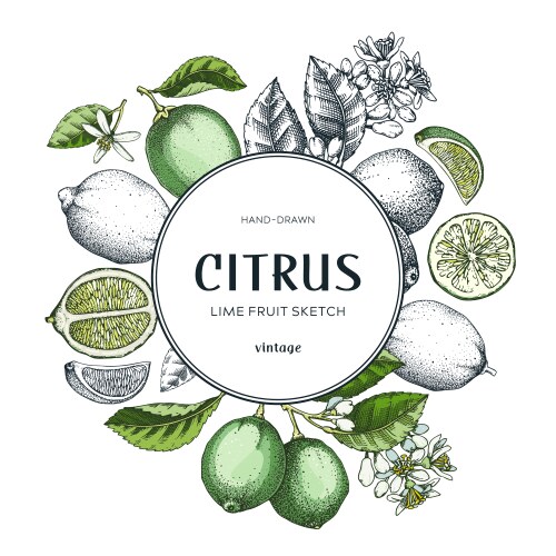 Citrus Fruit Vector Images (over 85,000)